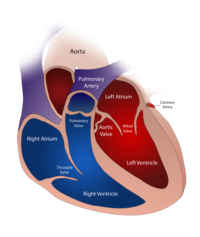 Scientific Articles: Osteopathy improves heart surgery - Osteopractice